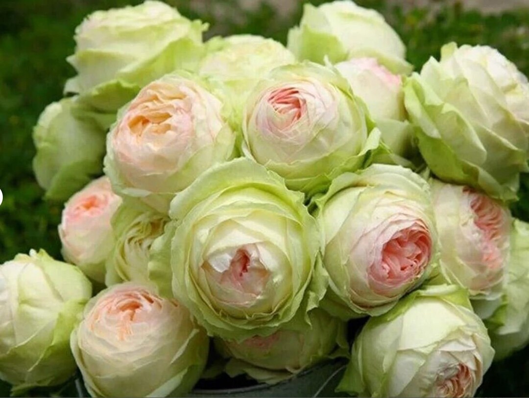 30 Seeds Dancing Rose Flower Seeds Authentic Seeds Perennialgmo ...
