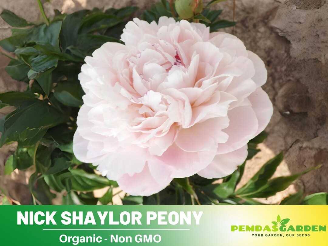 10seeds Nick Shaylor Peony Perennial Seeds Paeonia Attract Butterflies ...