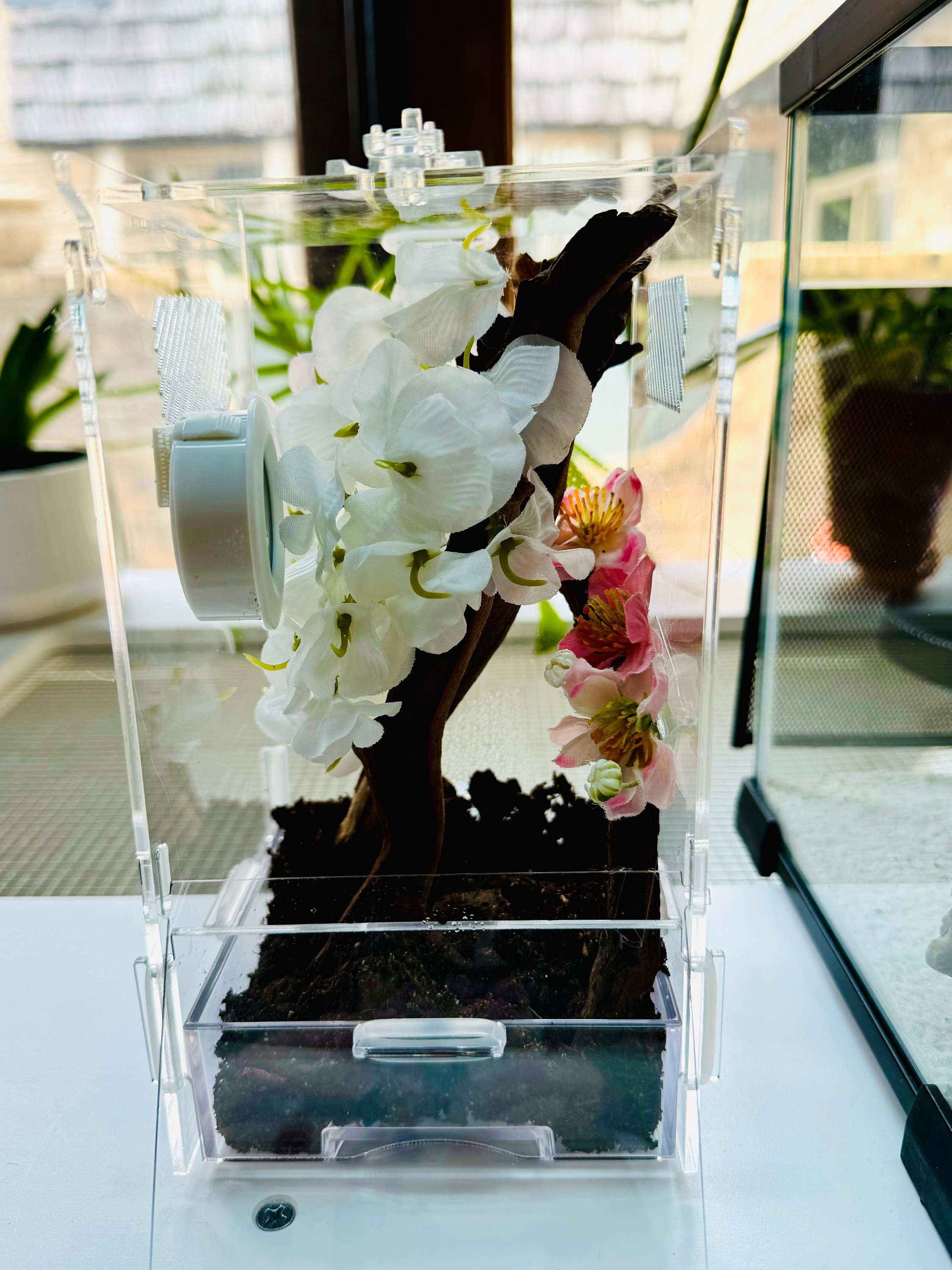 Custom Jumping Spider/invertebrate Enclosures - Etsy