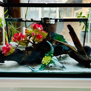 Custom Jumping Spider/invertebrate Enclosures - Etsy