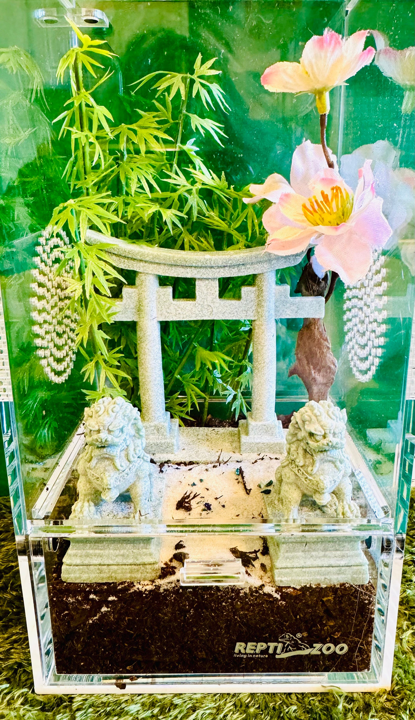 Custom Jumping Spider/invertebrate Enclosures - Etsy