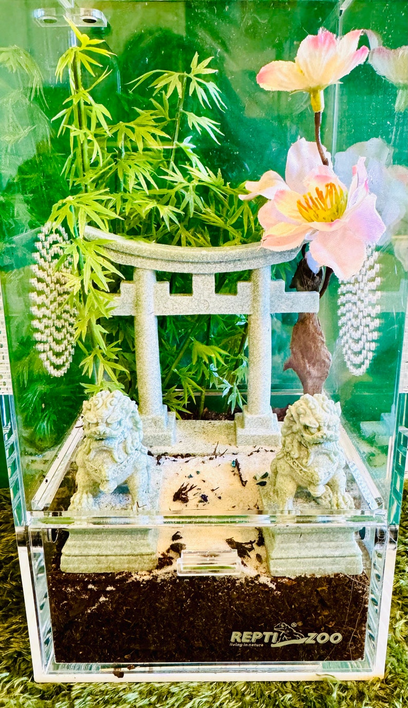 Custom Jumping Spider/invertebrate Enclosures - Etsy