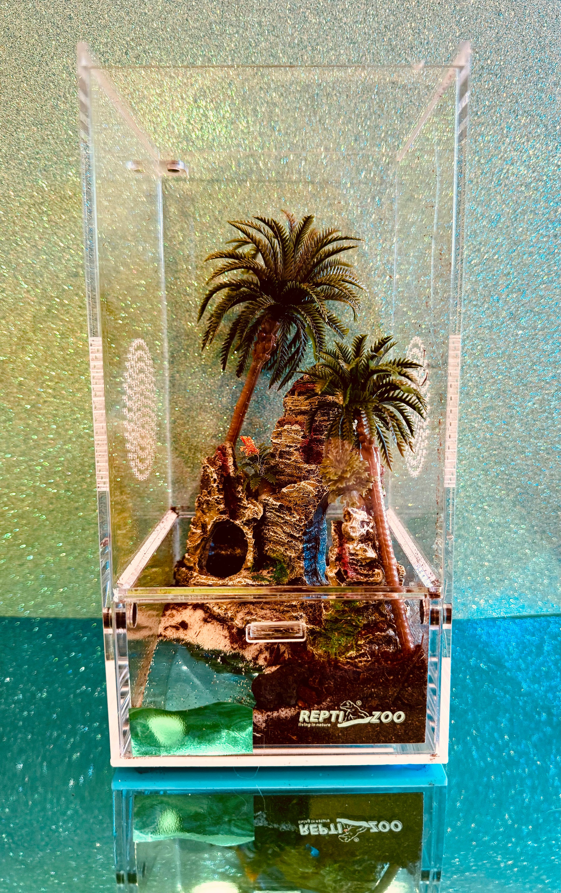 Custom Jumping Spider/invertebrate Enclosures - Etsy