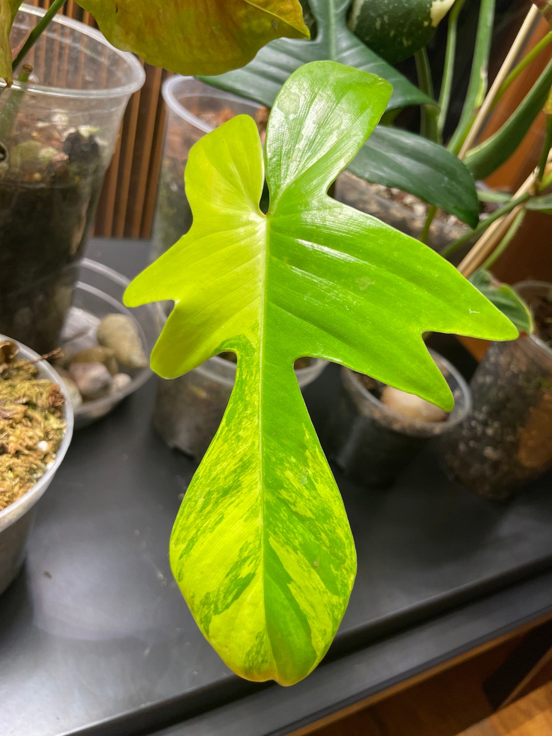 Florida Beauty Variegated Plant - Etsy