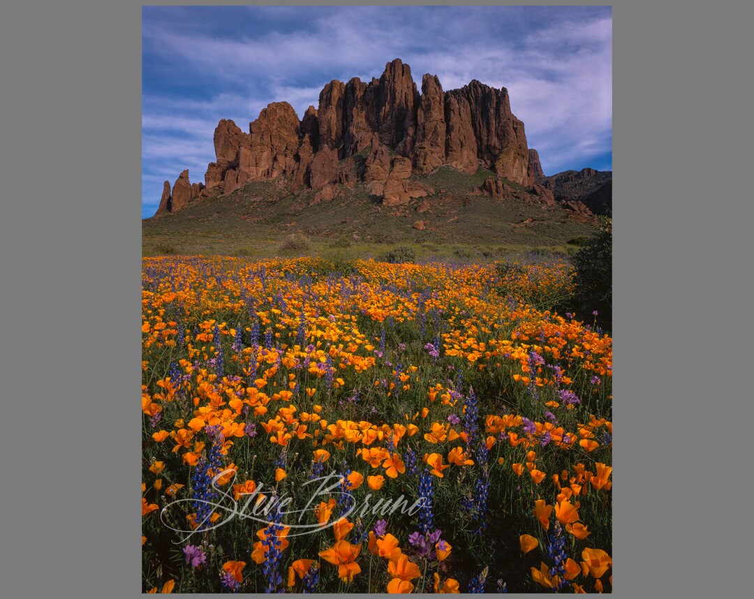 Spring Flowers Photograph, Arizona Wall Art, Flower Photography, Desert ...