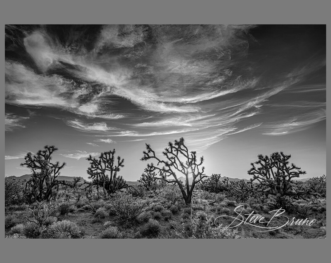 Joshua Trees, Desert, Sunset Photography, Arizona Landscape Wall Art ...