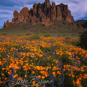 Spring Flowers Photograph, Arizona Wall Art, Flower Photography, Desert ...