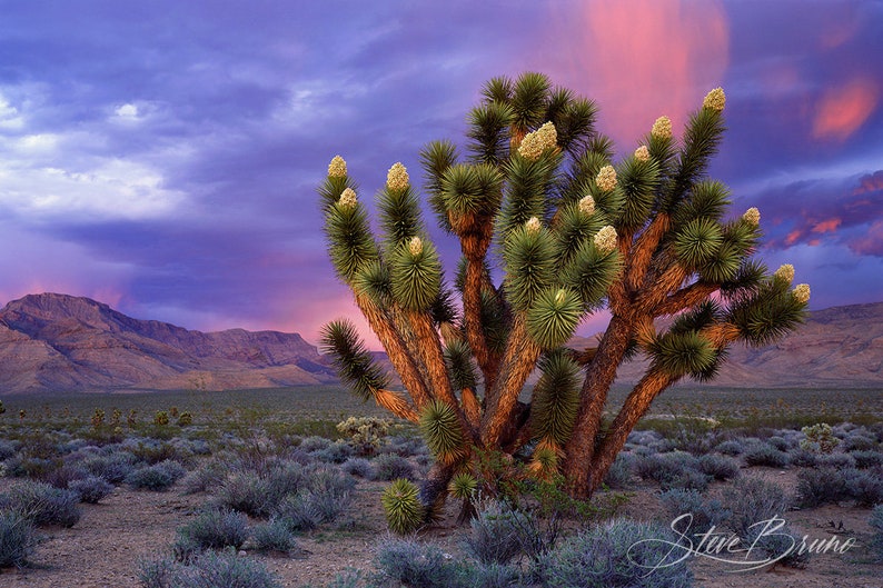 Joshua Tree, Landscape Photography, Flowers, Joshua Tree Wall Art ...