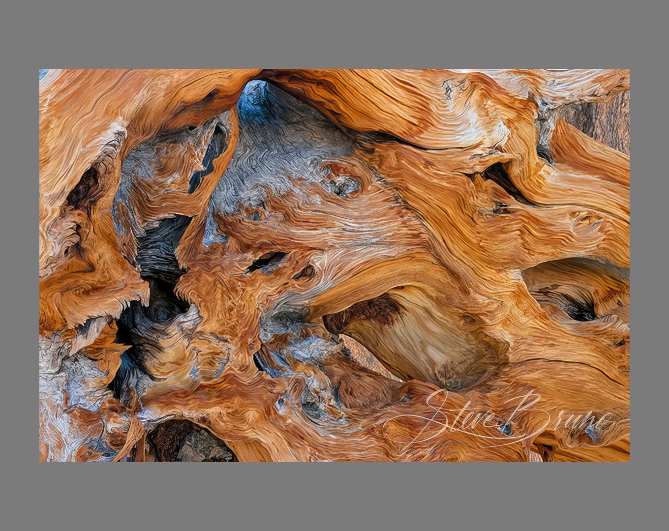 Bristlecone Pine Photography, Abstract Art, Nevada Landscape ...