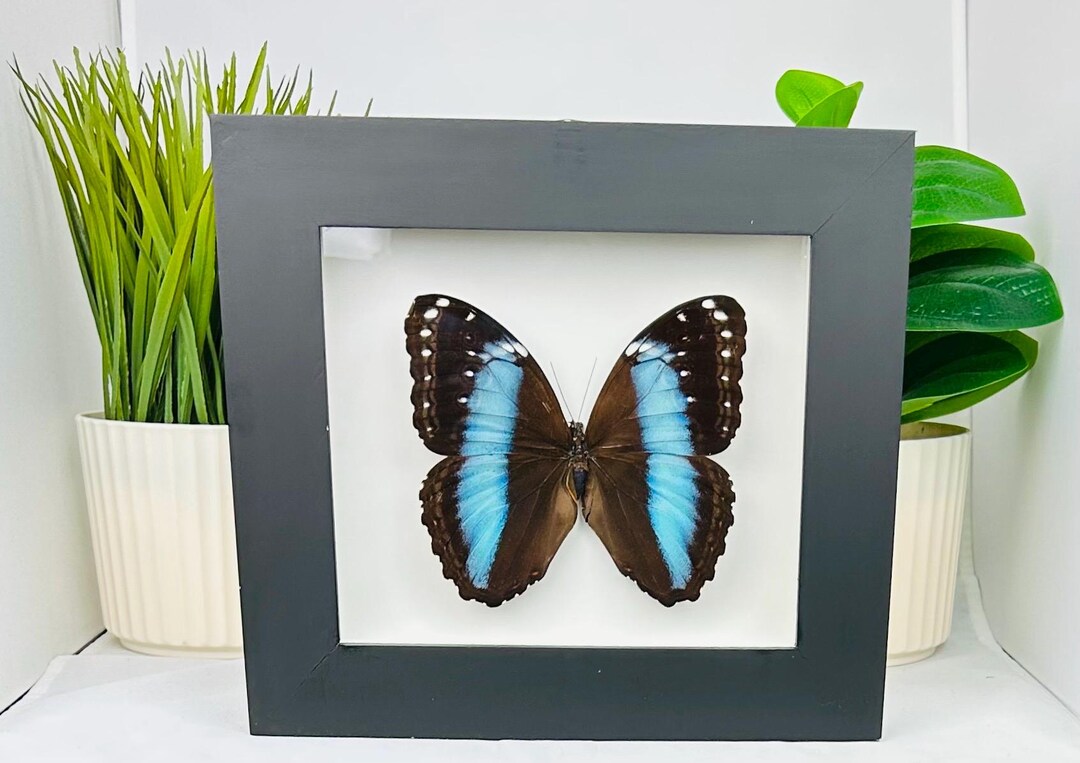 Real Butterfly Morpho Achilles in Black Frame A+ Grade Specimen - Etsy