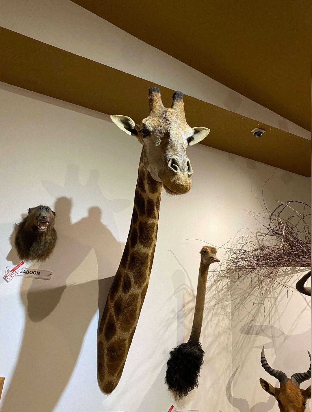 African Giraffe Taxidermy Shoulder Mount - Etsy