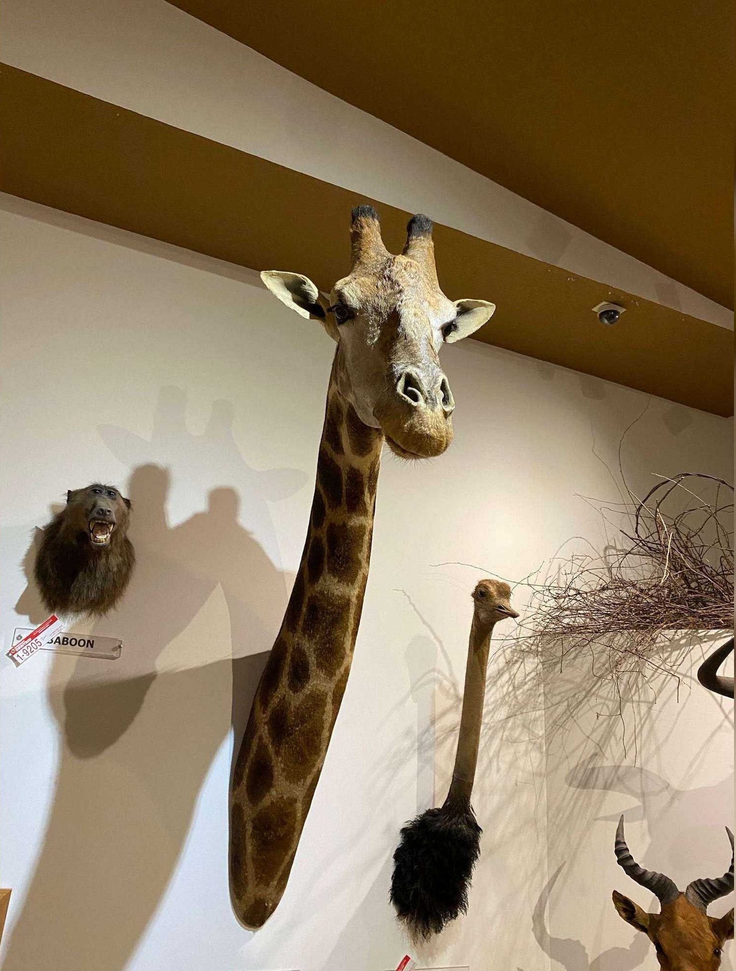 Giraffe Taxidermy