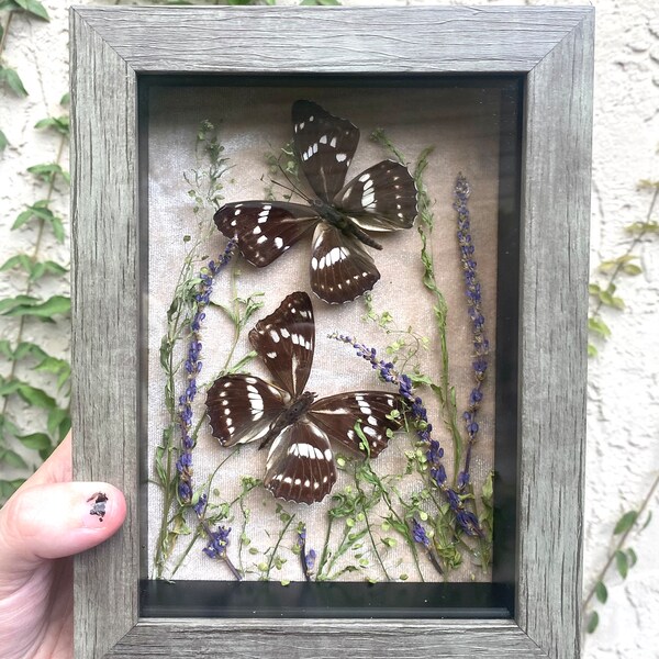 Butterfly Shadowbox - Etsy