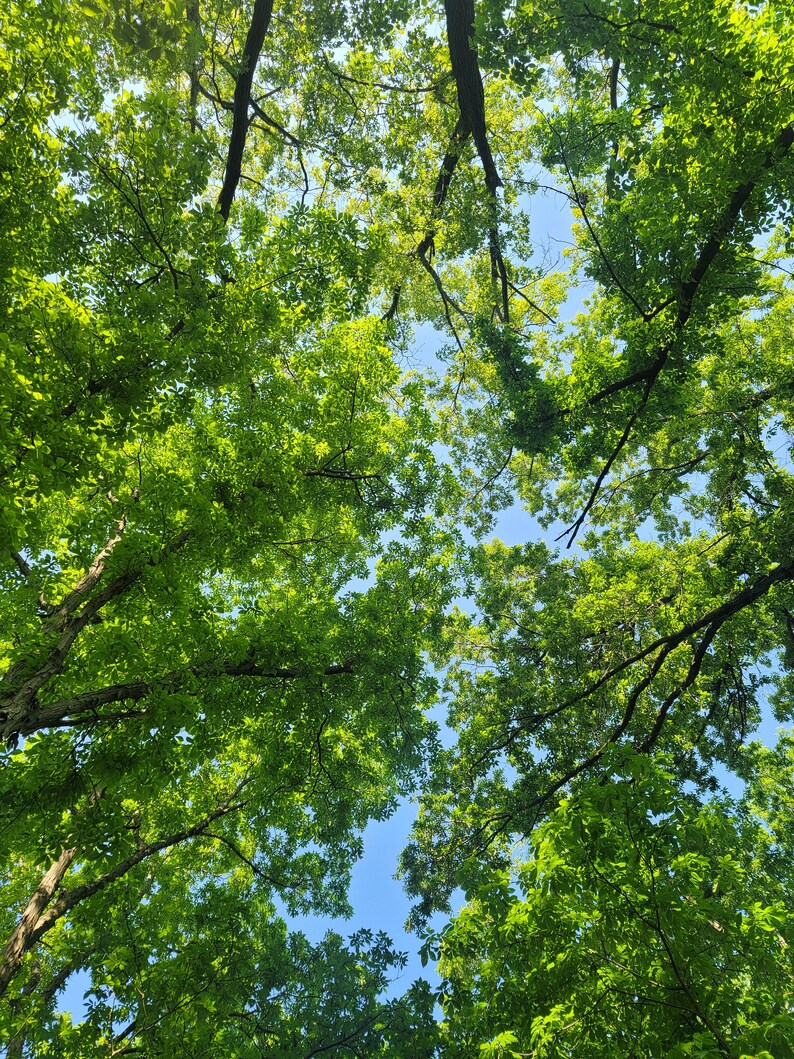 Unique Downloadable Digital Nature Pictures for Prints - Etsy