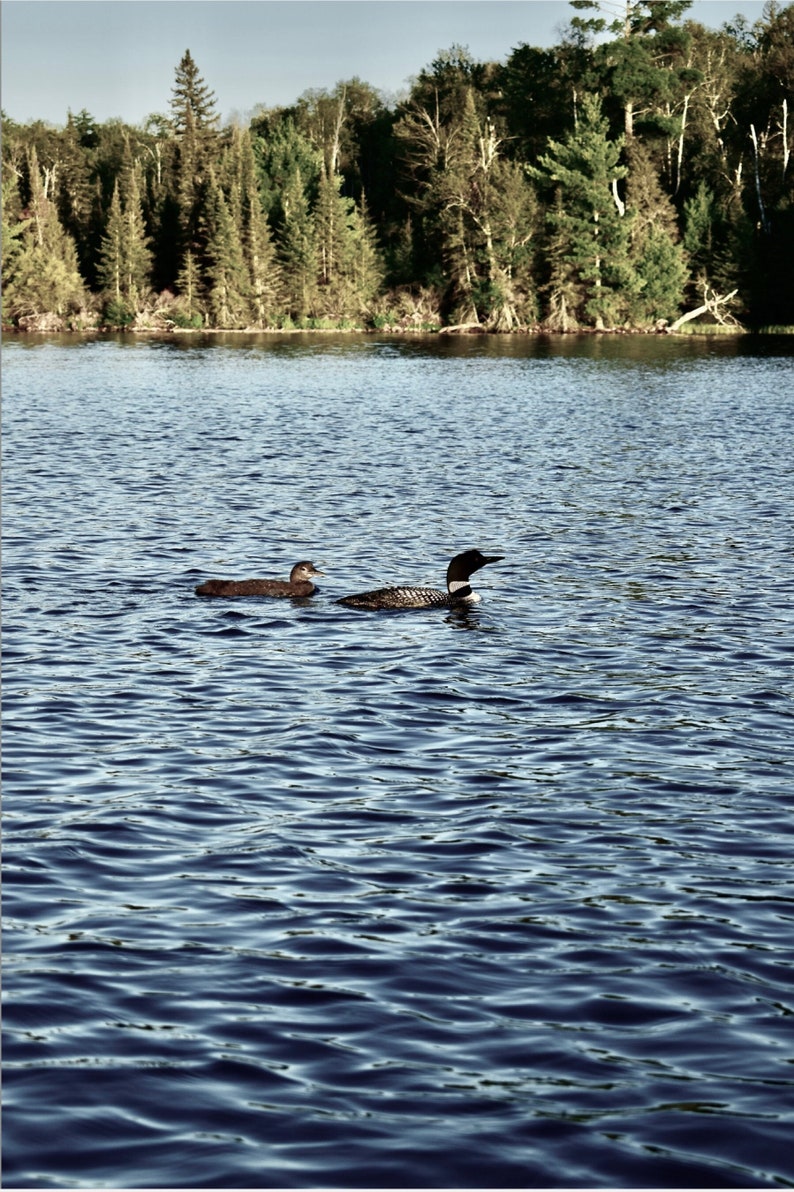 Rippled Loons, Bear Head Lake St Park Minnesota, Metal Print ,canvas ...