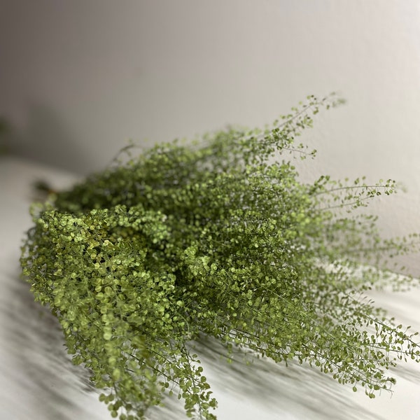 Dried Greenery - Etsy