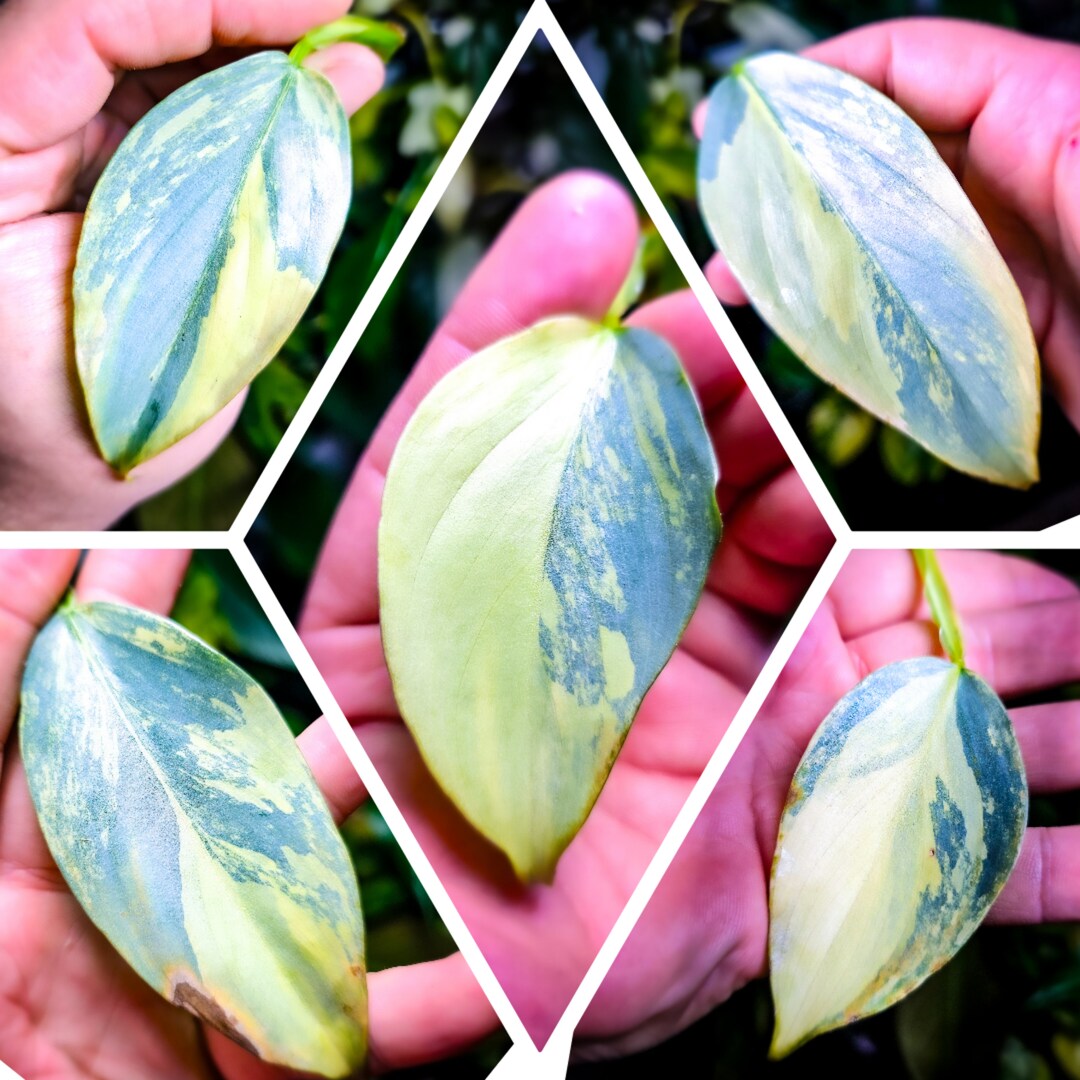 Variegated Philodendron Silver Sword Hastatum Rare Houseplant - Etsy
