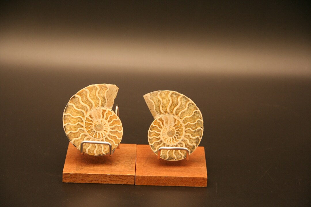 Ammonite Shells *stands Not Included - Etsy
