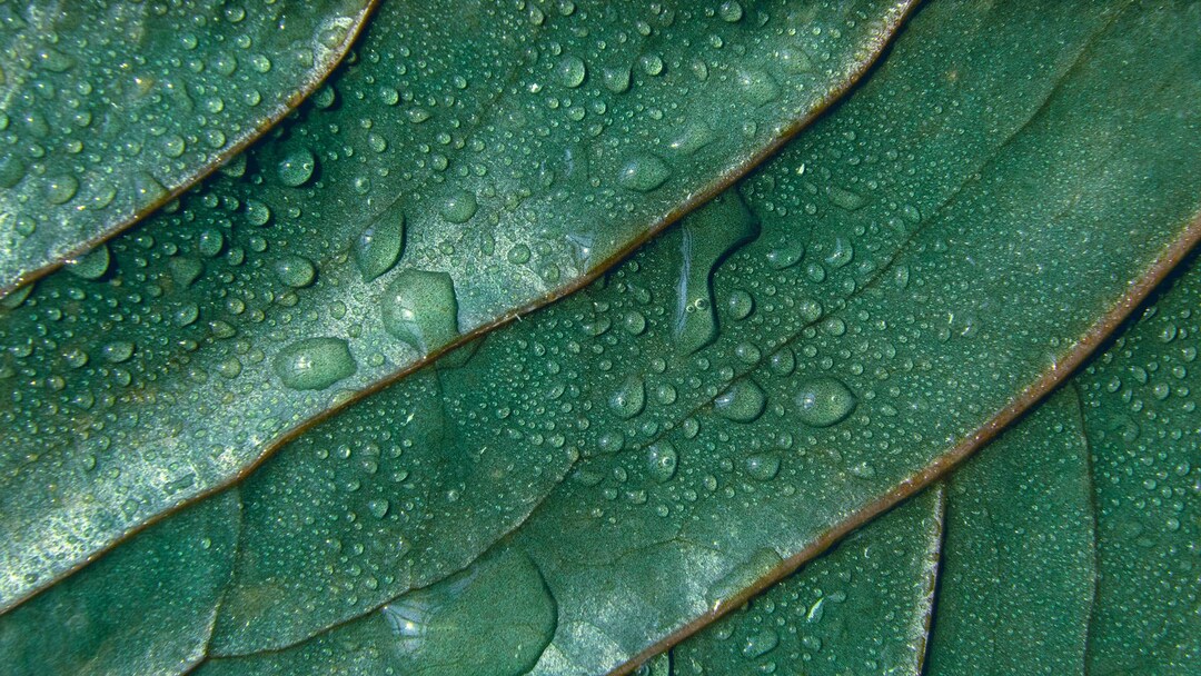 Realistic 3D Leaf Wallpaper | Luxury Modern Wall Decor | Nature Green ...