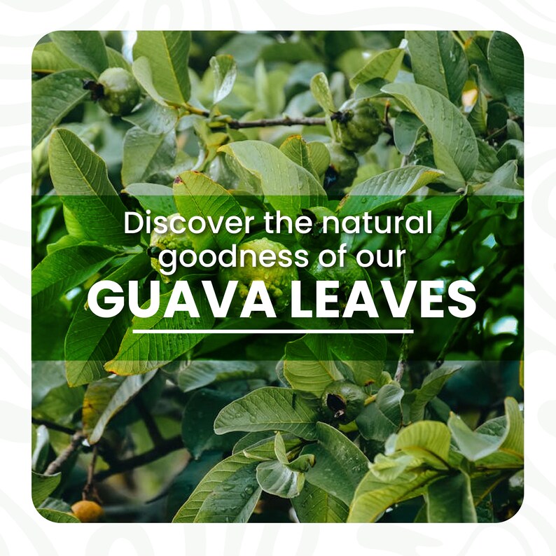Organic Guava Leaves, Guava Tea, 100% Pure Natural Guava Leaf, Hojas De ...