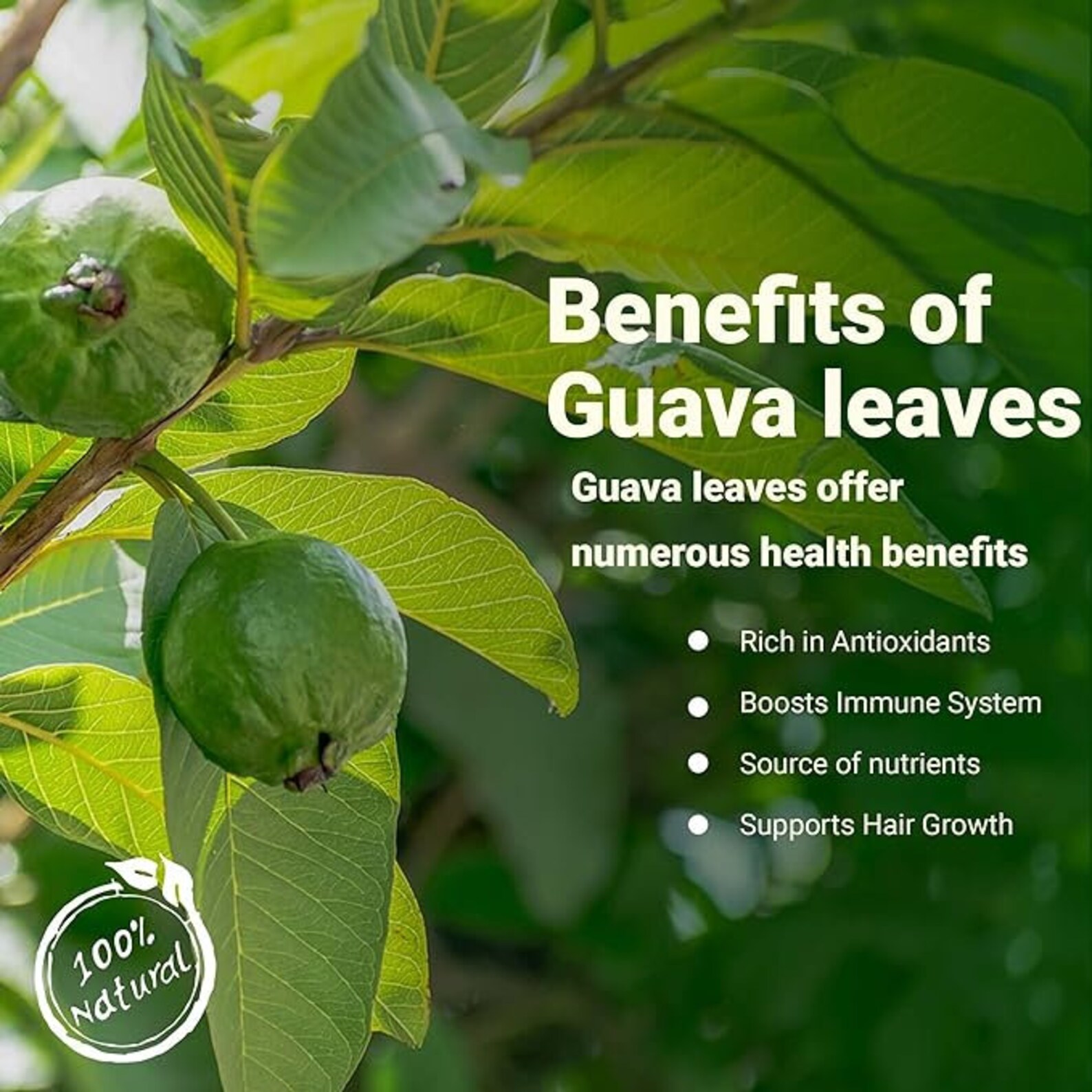 Organic Guava Leaves, Guava Tea, 100% Pure Natural Guava Leaf, Hojas De ...