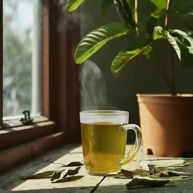 Organic Guava Leaves, Guava Tea, 100% Pure Natural Guava Leaf, Hojas De ...