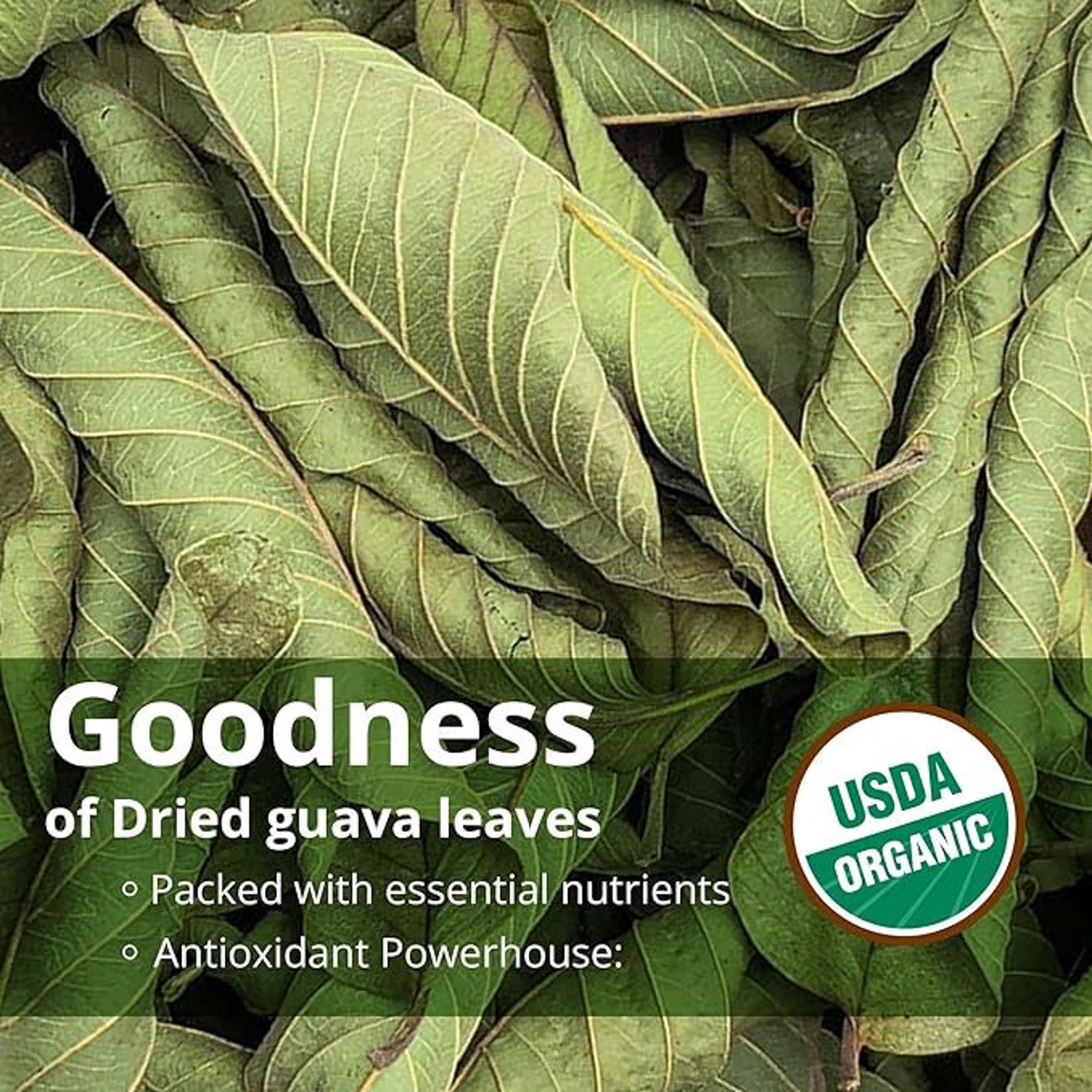 Organic Guava Leaves, Guava Tea, 100% Pure Natural Guava Leaf, Hojas De ...