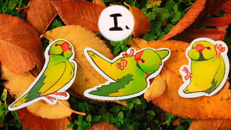 PARROT STICKER PACK X3 / Cockatiel Conure Budgies - Etsy