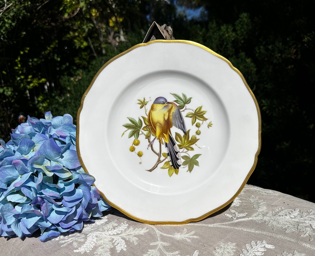 Spode Dinner Plate, Audubon Birds, 'maynard's Cuckoo', With Gold Trim ...