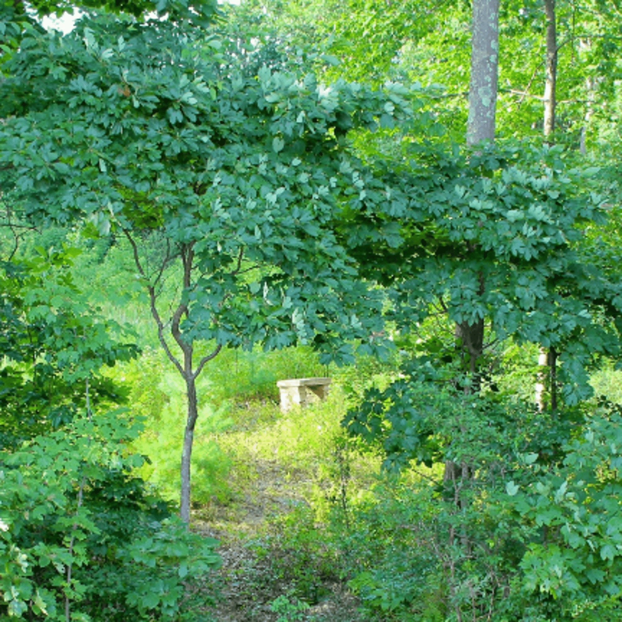 Sassafras Tree Saplings X 5 Sassafras Albidum Plant Sassafras - Etsy