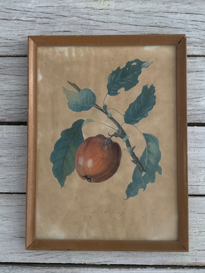 William Hooker the Old Quining Poster Print Art Wall Hanging - Etsy