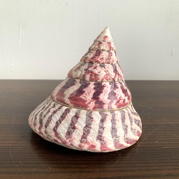 Trochus Shell - Etsy