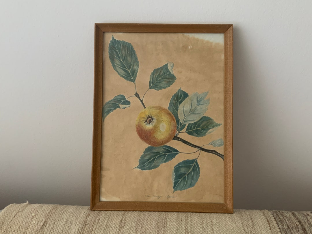 William Hooker the Orange Pippin Poster Print Art Wall Hanging Vintage ...