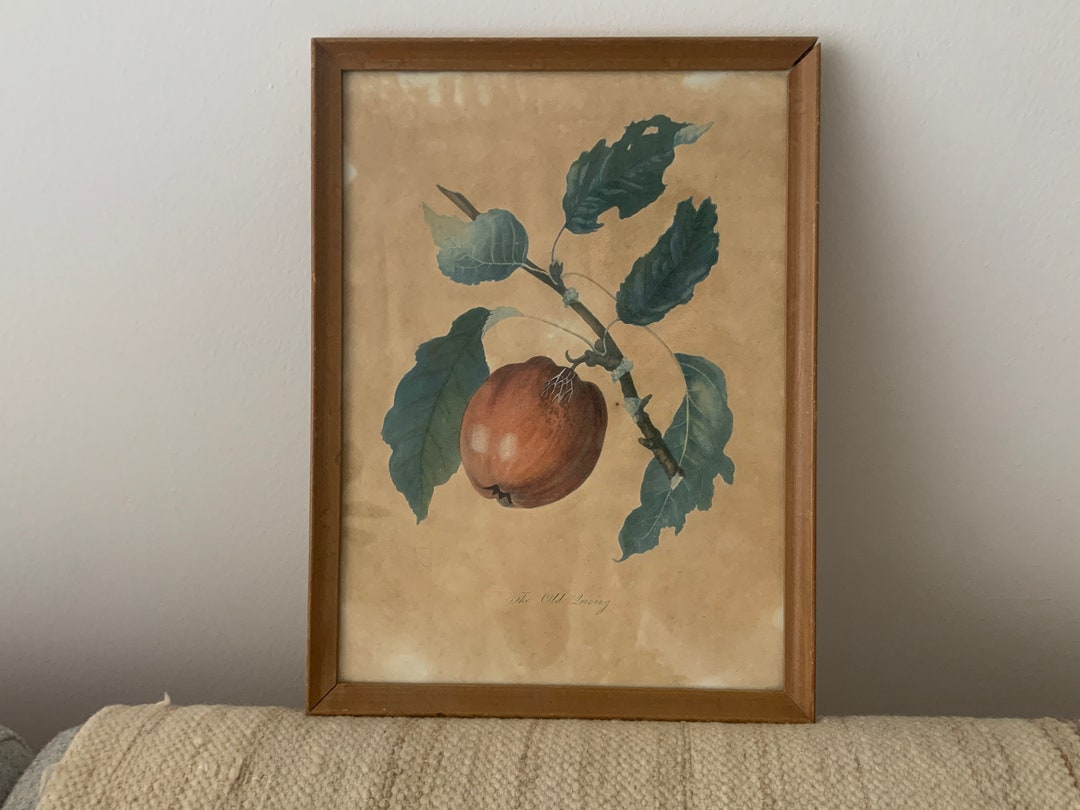 William Hooker the Old Quining Poster Print Art Wall Hanging Vintage ...