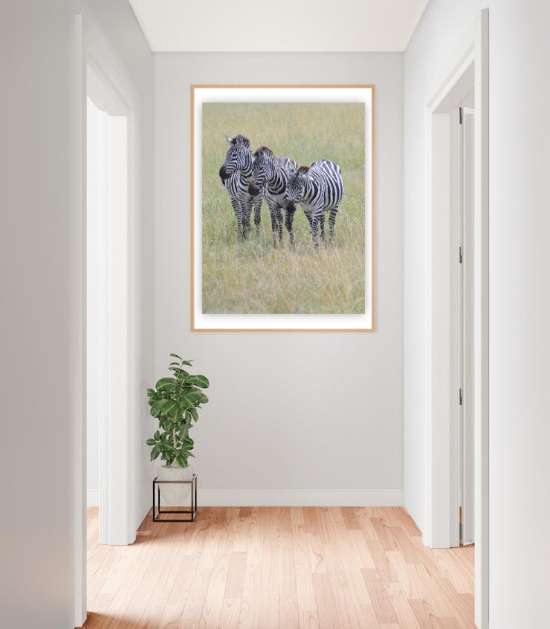 Zebra Friends, Wildlife Photography, Animal Photo Print, Nature Wall ...