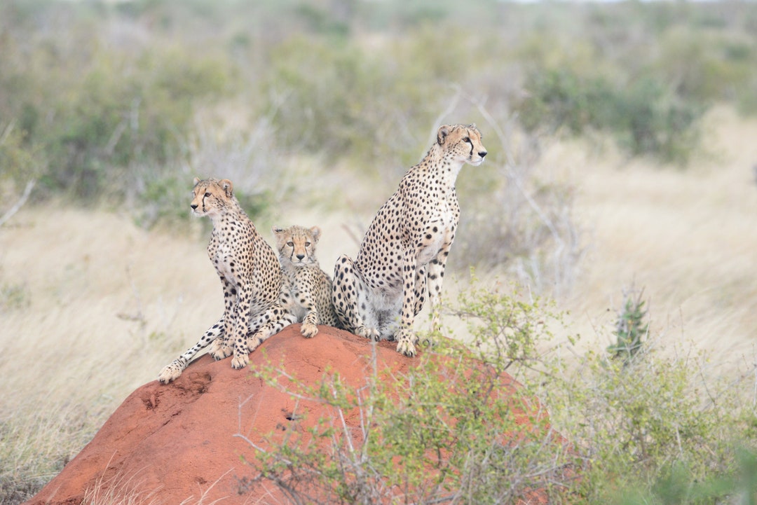 Cheetahs on the Lookout, Wildlife Photography, Animal Photo Print ...