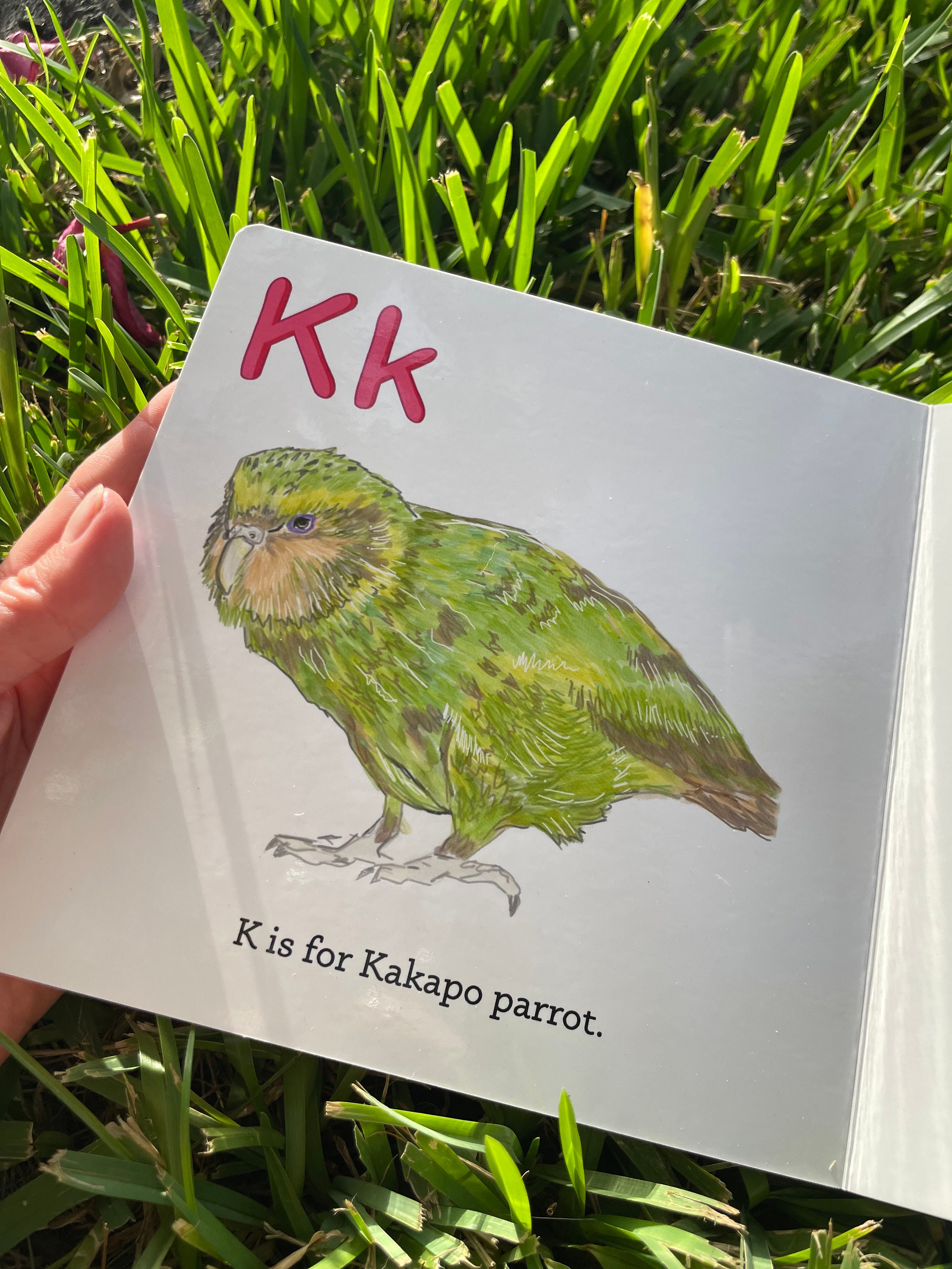 Parrot Abc's Children's Board Book - Picture Book - English Alphabet ...
