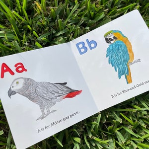 Parrot Abc's Children's Board Book - Picture Book - English Alphabet ...
