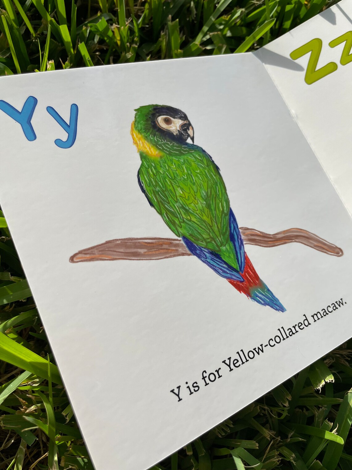 Parrot Abc's Children's Board Book - Picture Book - English Alphabet ...