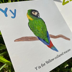Parrot Abc's Children's Board Book - Picture Book - English Alphabet ...