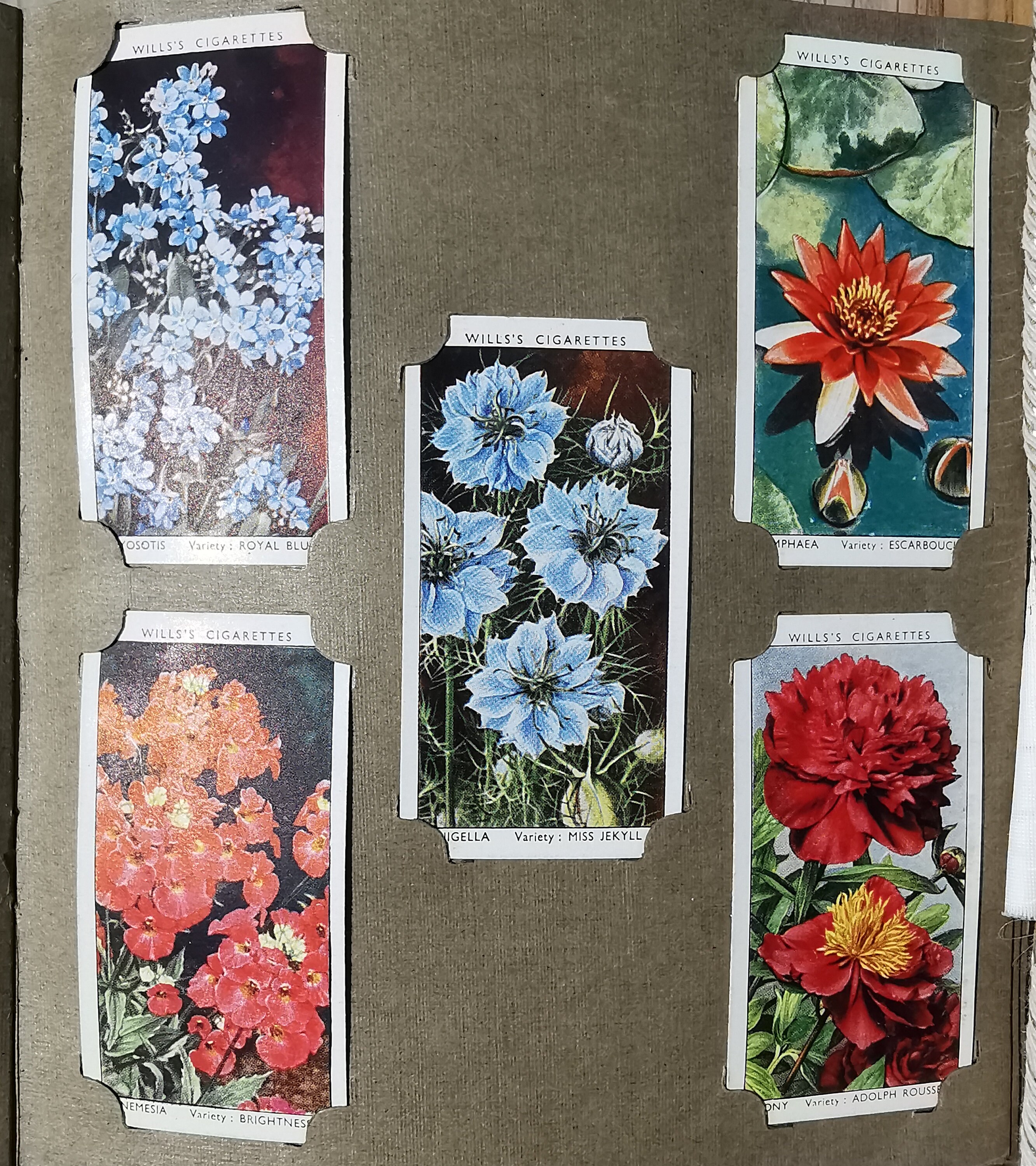 Wills Garden Flower Cigarette Cards in Original Album From - Etsy