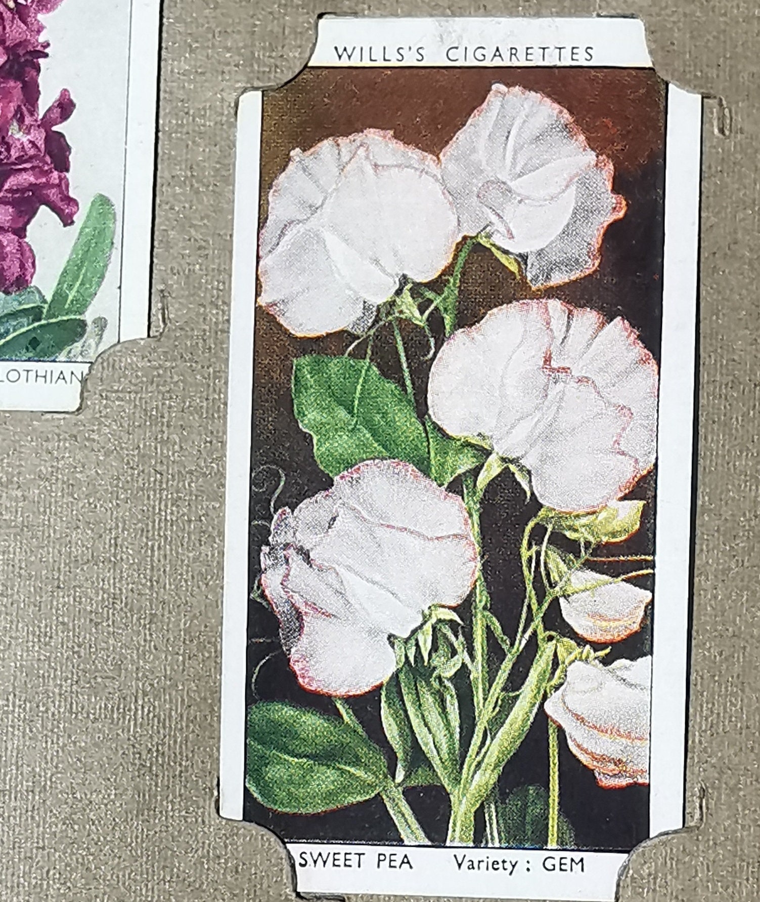 Wills Garden Flower Cigarette Cards in Original Album From - Etsy