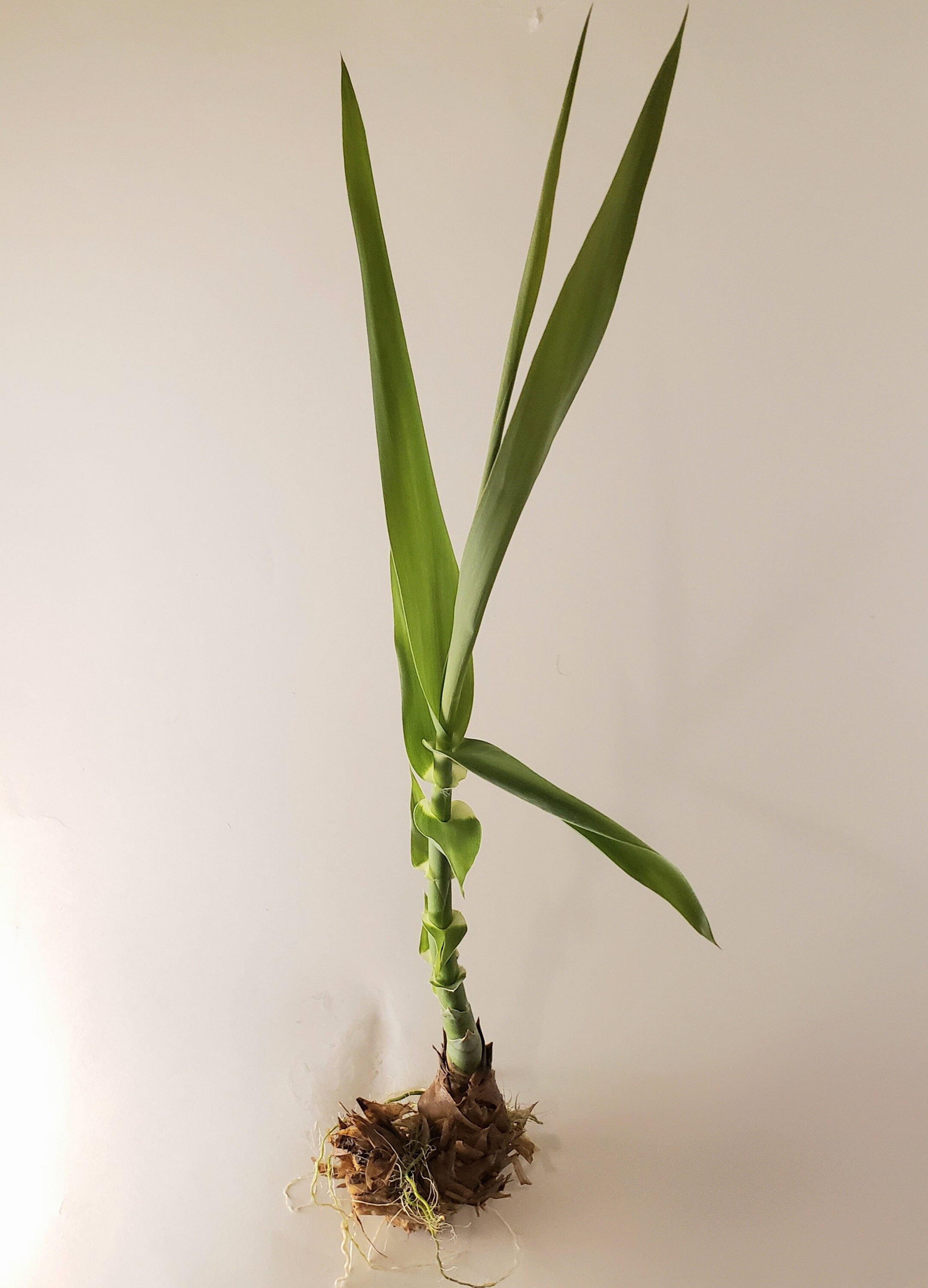 Single Bamboo Plant