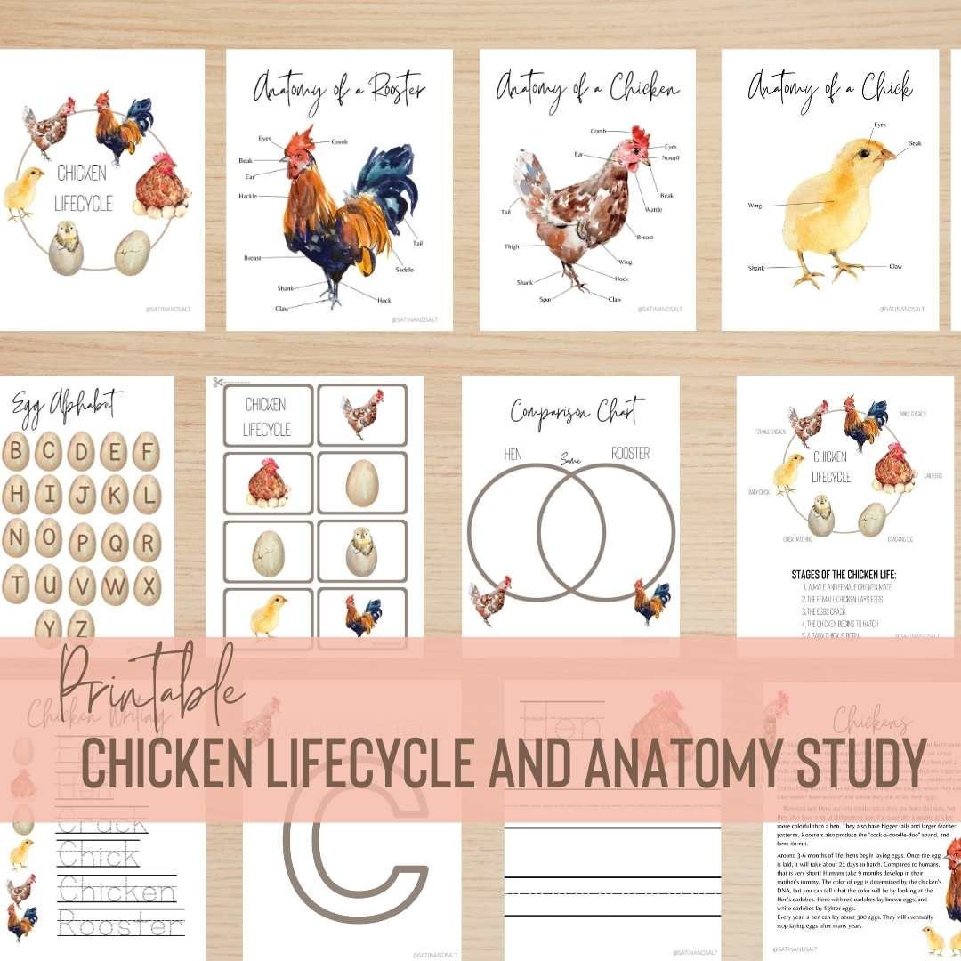 Chicken Anatomy and Lifecycle Unit Study Supplemental - Etsy