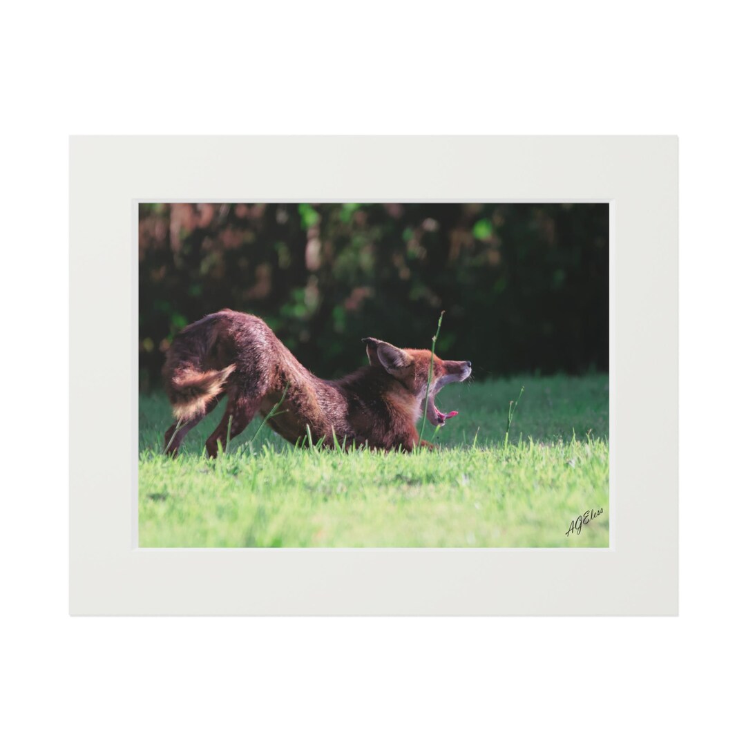 Art Prints, Red Fox Stretching and Yawning Photo, Home Decor, Wildlife ...