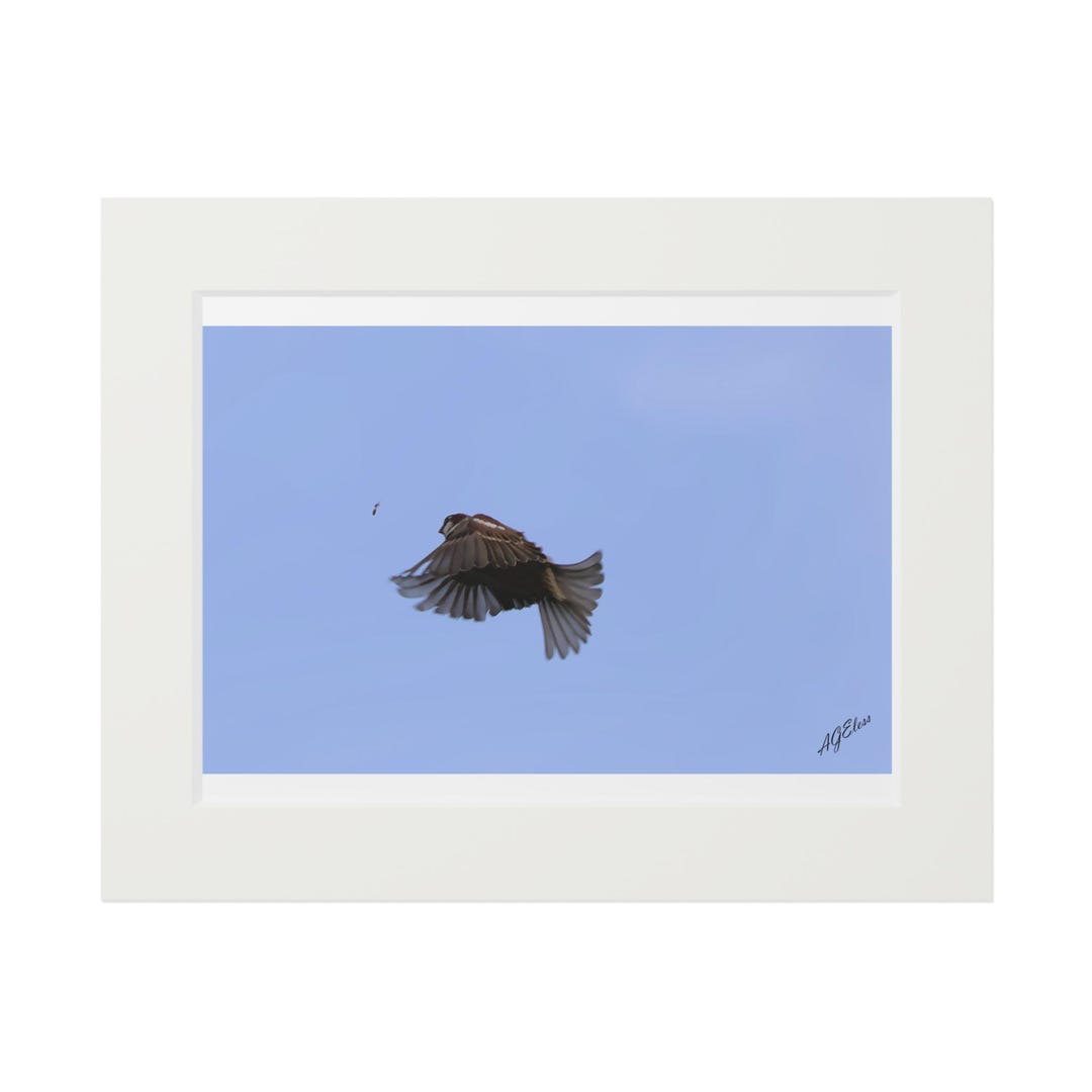 Art Print, Sparrow in Flight Photo on Passepartout Paper Frame, Wall ...
