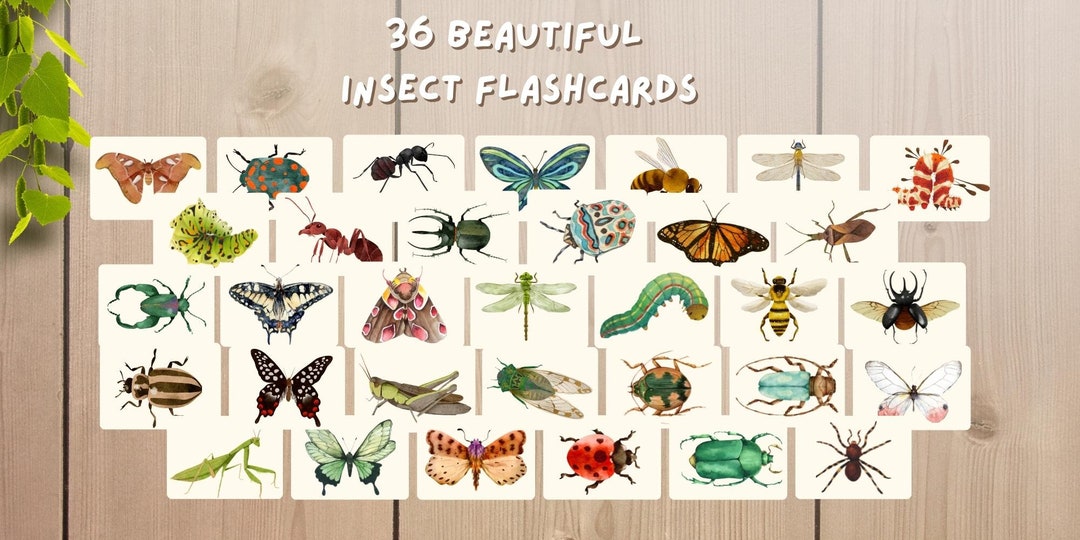 Beautifully Illustrated Insect Flashcards, Closeup Bug Investigator ...