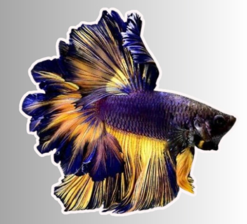 Purple Yellow and Blue Fighting Fish - Etsy