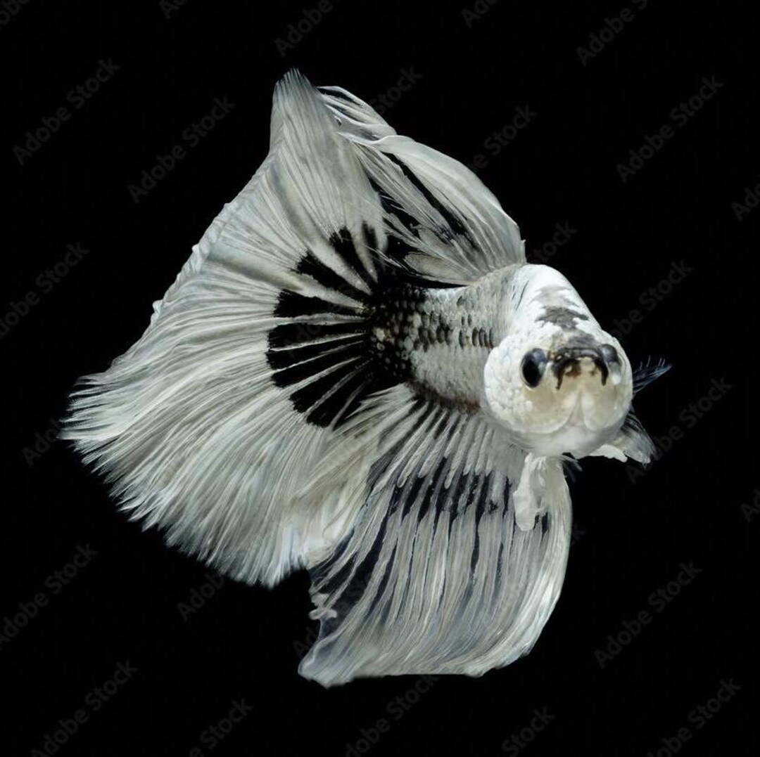 Fish Colorful Fighting Fish Sticker - Etsy Australia