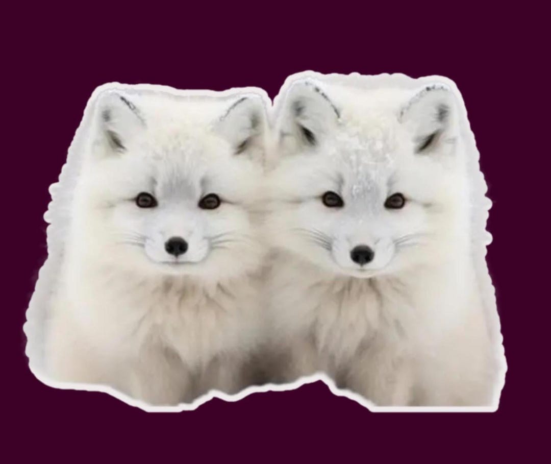 White Fox Sticker: Waterproof Car Decal, Laptop Decal - Etsy